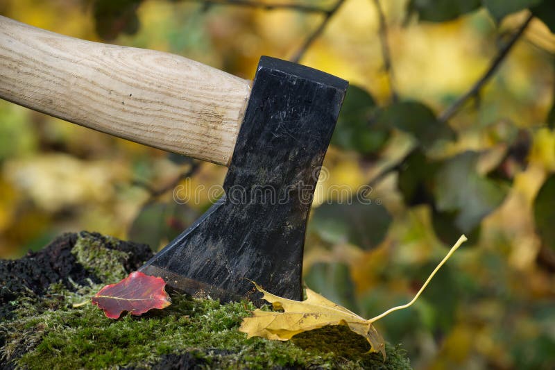 Hatchet with Wooden Handle Lodged into Tree Stump Stock Photo - Image ...