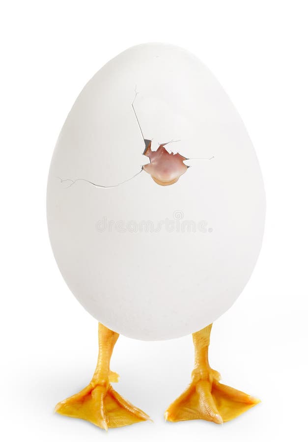 Hatching 2 stock image. Image of small, yellow, bird, light - 1376053