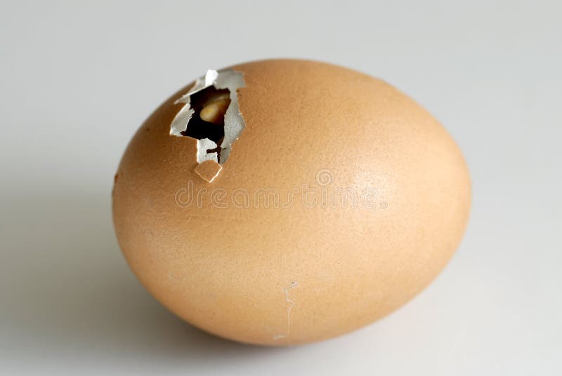 Hatching 2 stock image. Image of small, yellow, bird, light - 1376053