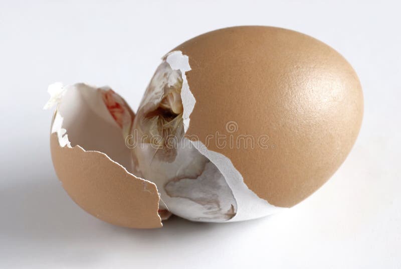 Hatching 2 stock image. Image of small, yellow, bird, light - 1376053