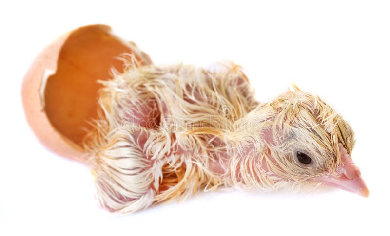 Egg hatching chick stock photo. Image of breed, yellow - 30471080