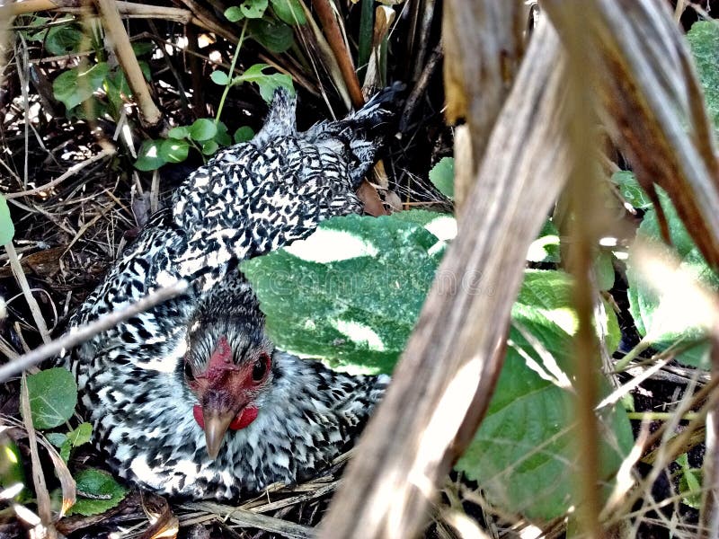 Hatching chicken stock image. Image of chicken, beautiful - 96463361