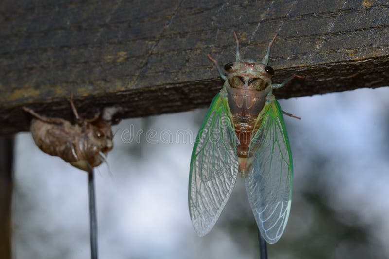 Hatching cicada stock image. Image of insect, cicada - 64164043