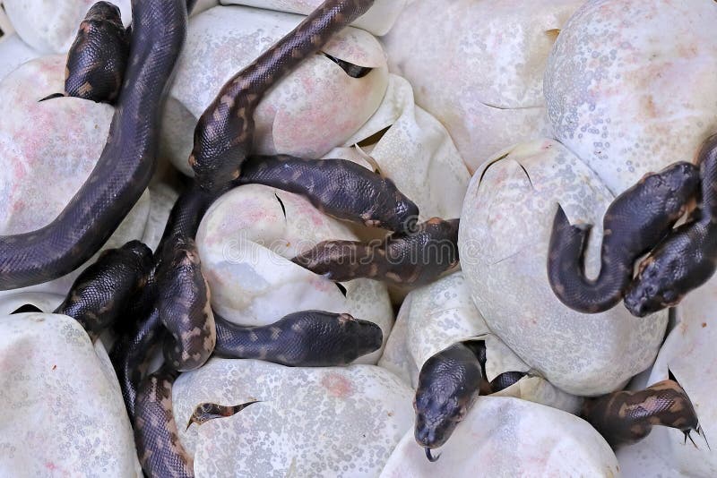 Hatching Diamond Pythons stock image. Image of wildlife - 191852823