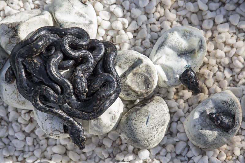 Hatching Diamond Pythons stock photo. Image of python - 209659872
