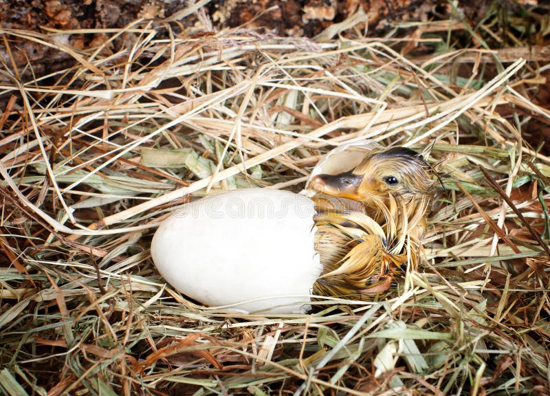 Hatching of a duckling stock photo. Image of chicken - 20536242