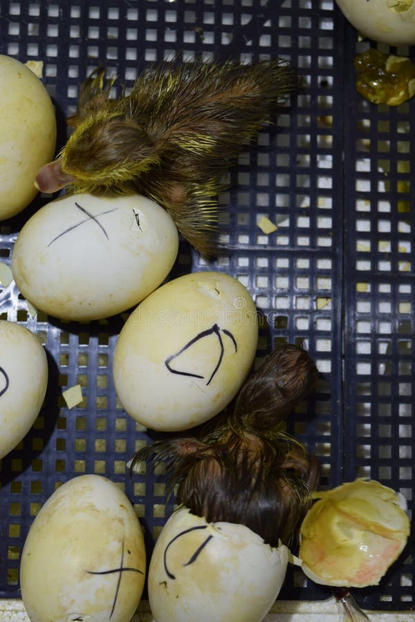 Hatching of Eggs Ducklings of a Musky Duck in an Incubator. Stock Photo ...