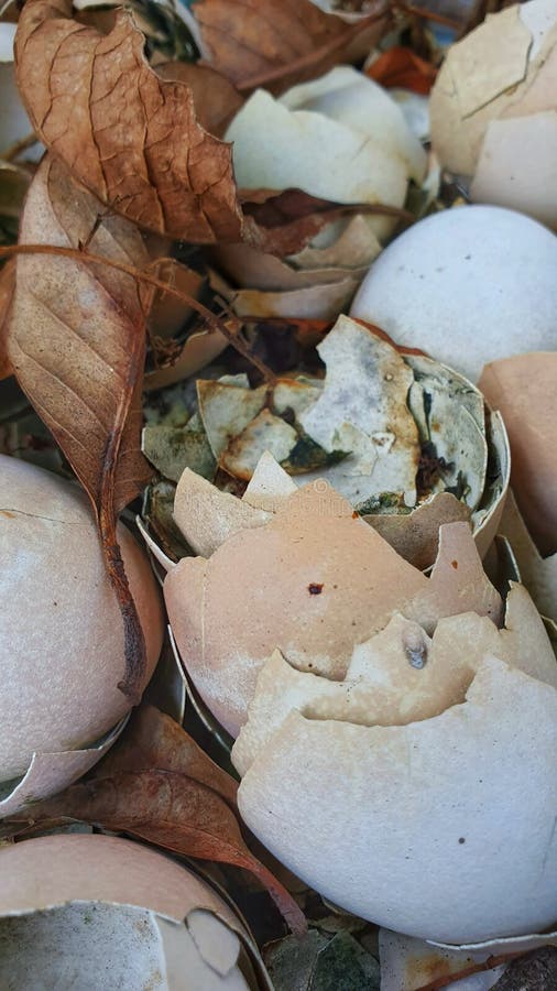 Hatched Eggs Shell on the Nest Stock Image - Image of adorable, birth ...