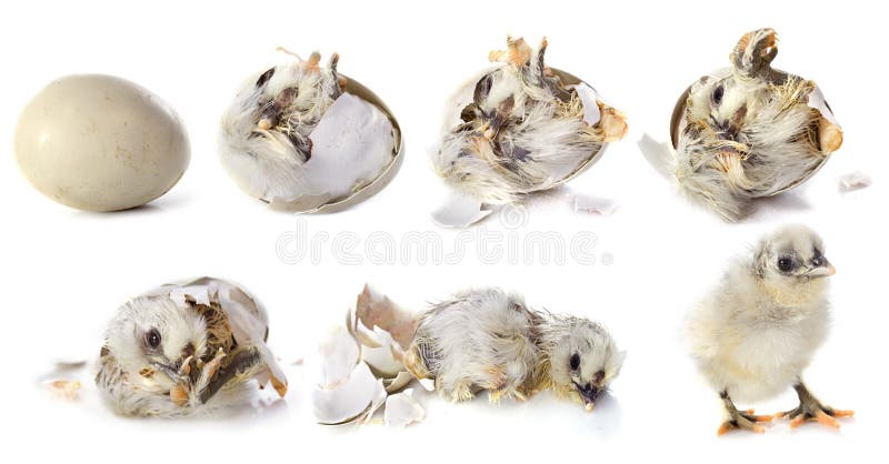 Hatching stock image. Image of poultry, cockerel, small - 2055639
