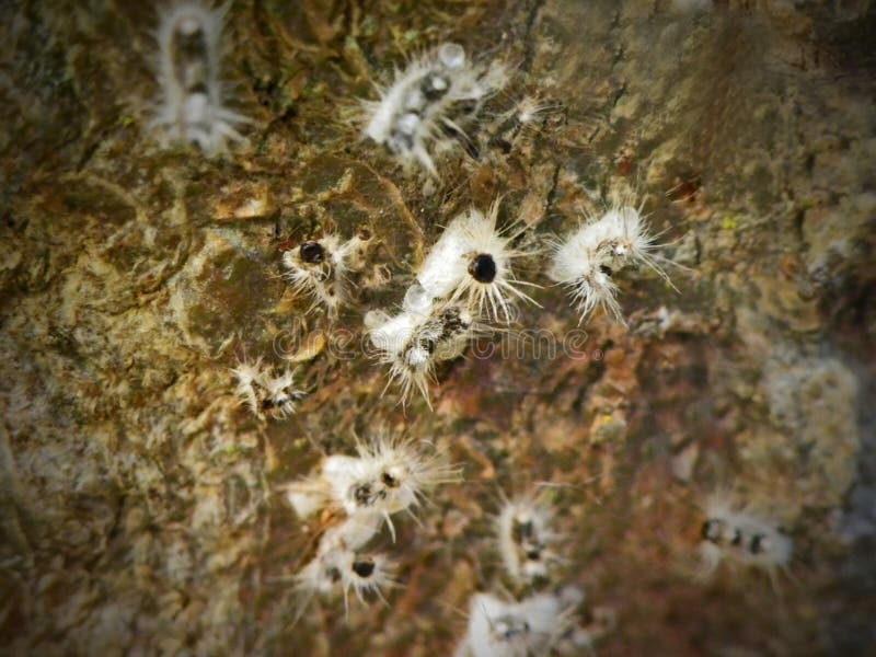 Hatching Lappet Moth Caterpillars Stock Photo - Image of moth, crawling ...