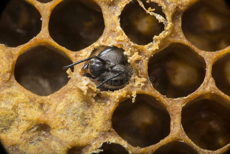 Hatching new bee stock image. Image of apis, microscope - 91991949