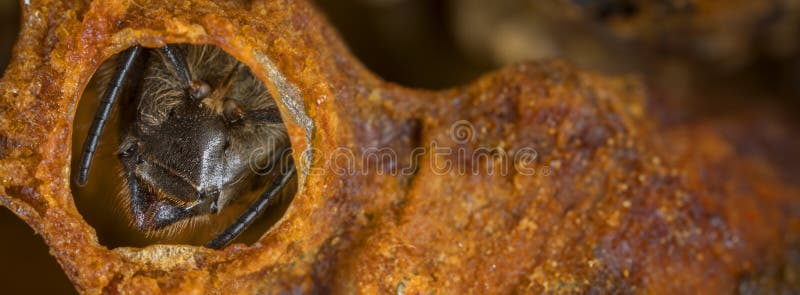 Hatching Young Bee Close Up Stock Image - Image of frame, apis: 307576035