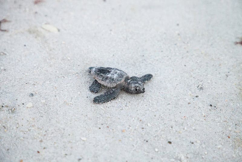 Hatchling Baby Loggerhead Sea Turtles Caretta Caretta Climb Out Stock ... Hatchling Baby Loggerhead Sea Turtles Caretta Caretta Climb Out Stock ...