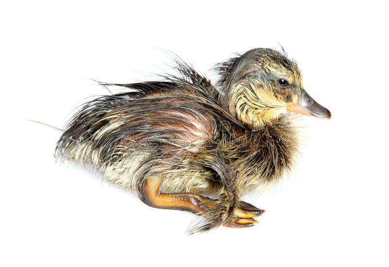 2,050 {parola chiave} Foto stock - Foto stock gratuite e royalty free ...