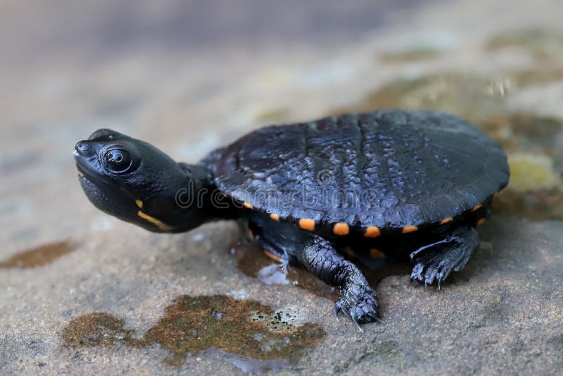 Eastern Long-necked Turtle stock image. Image of longicollis - 191650761