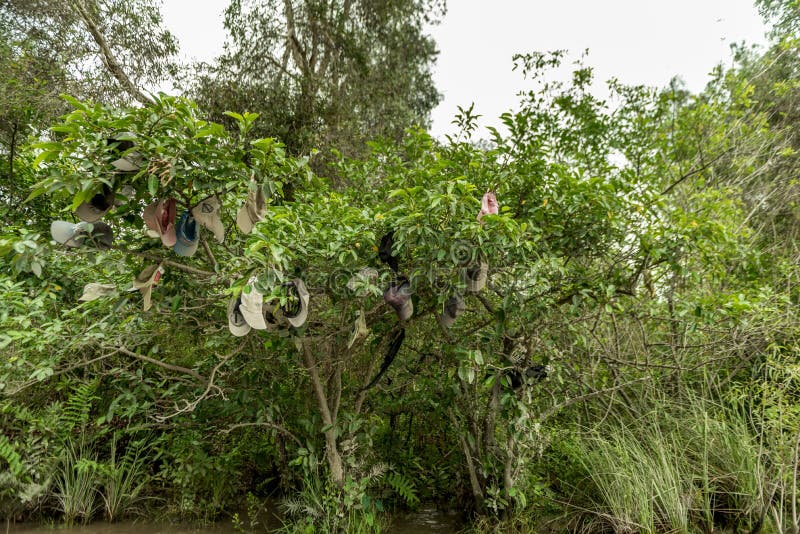 Hats on the Tree in Everglades Alligator Farm, Florida. Stock Image ...
