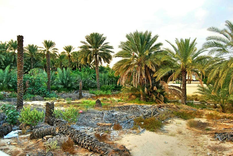 Heritage village hatta stock photo. Image of trees, heritage - 83864898