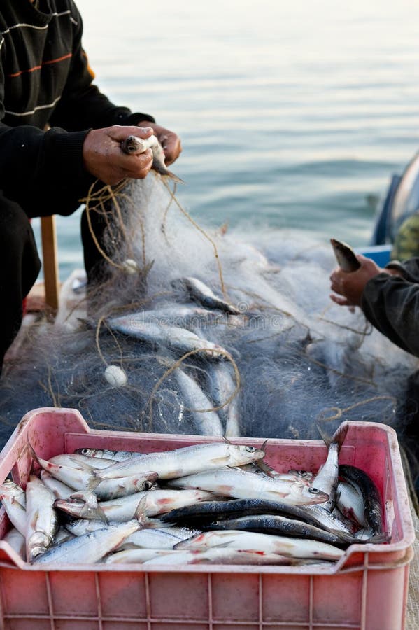 Haul stock image. Image of work, loose, catch, fish, hand - 15055825