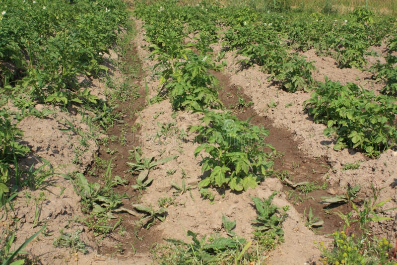 Haulm imagem de stock. Imagem de cama, haste, weed, folhas - 15739291