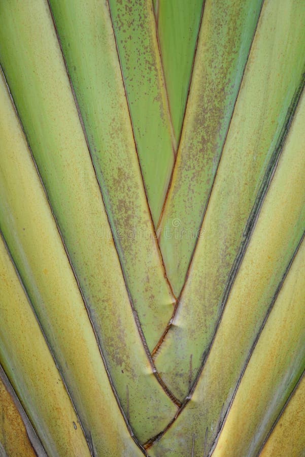 Haulm Ravenala Stock Photos - Free & Royalty-Free Stock Photos from ...