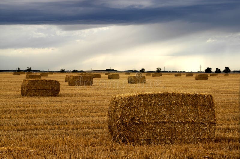 Haulm to field stock photo. Image of haulm, field, agriculture - 2893170