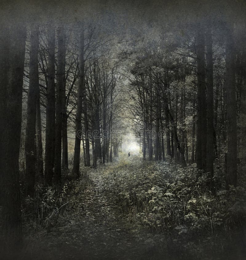 Haunted Forest stock photo. Image of path, texture, dreamlike - 21844302