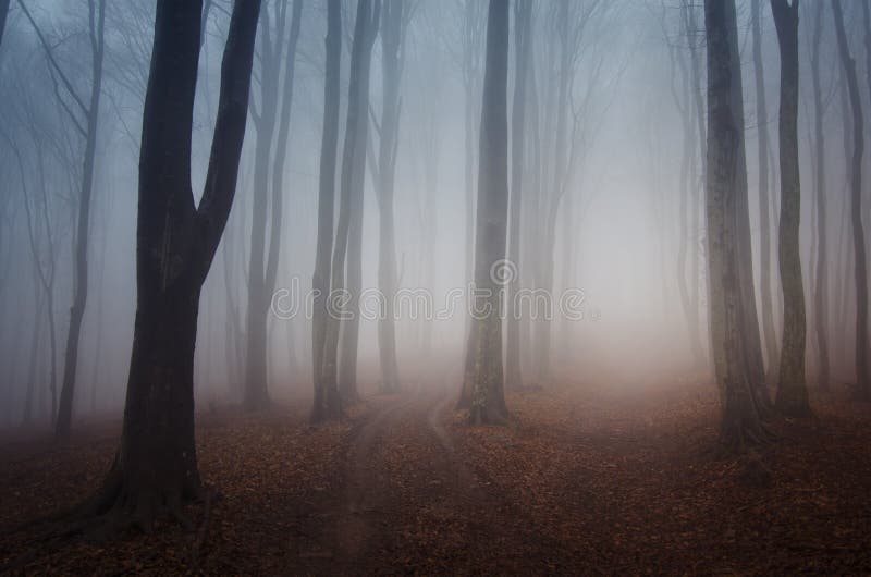 Haunted Forest with Fog in Autumn on Halloween Stock Photo - Image of ...
