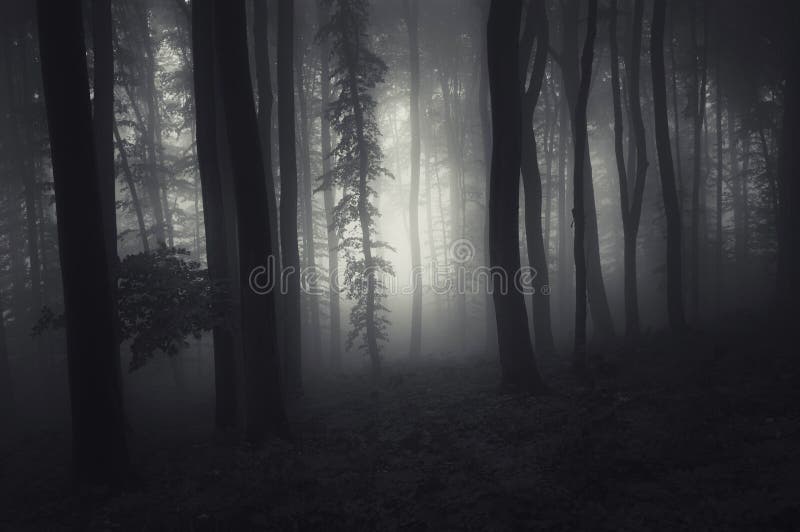 Haunted forest at night stock image. Image of creepy - 51541407