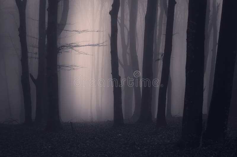 Haunted forest at night stock image. Image of dark, fall - 62500451