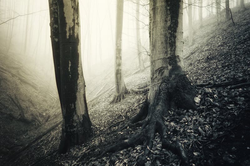 Trees with Big Roots in a Dark Creepy Mysterious Forest with Fog Stock ...