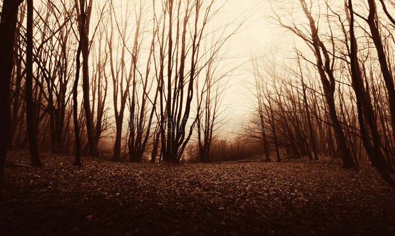 Haunted Forest at Sunset on Halloween Stock Image - Image of forest ...