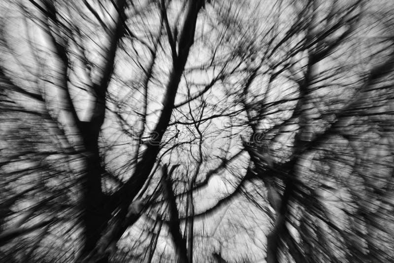 Haunted Forest Spooky Tree Branches Stock Image - Image of winter, snow ...