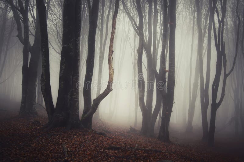 Haunted Halloween Forest with Fog Stock Photo - Image of eerie, creepy ...