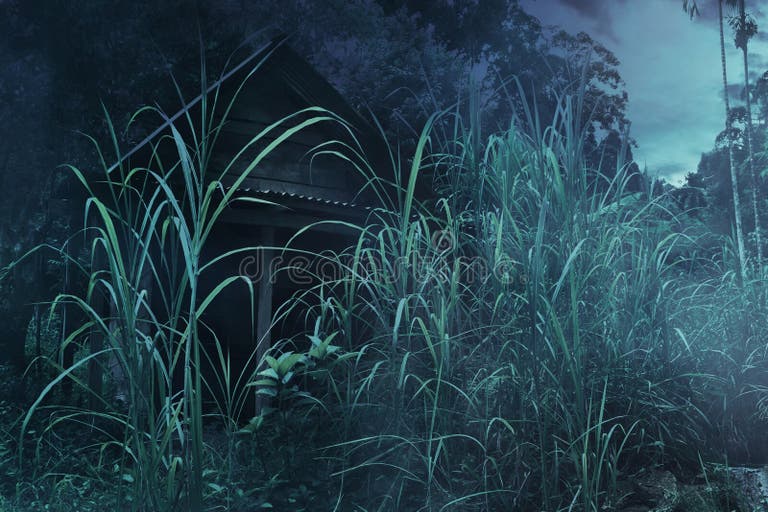 103 Haunted Forests Florida Stock Photos - Free & Royalty-Free Stock ...