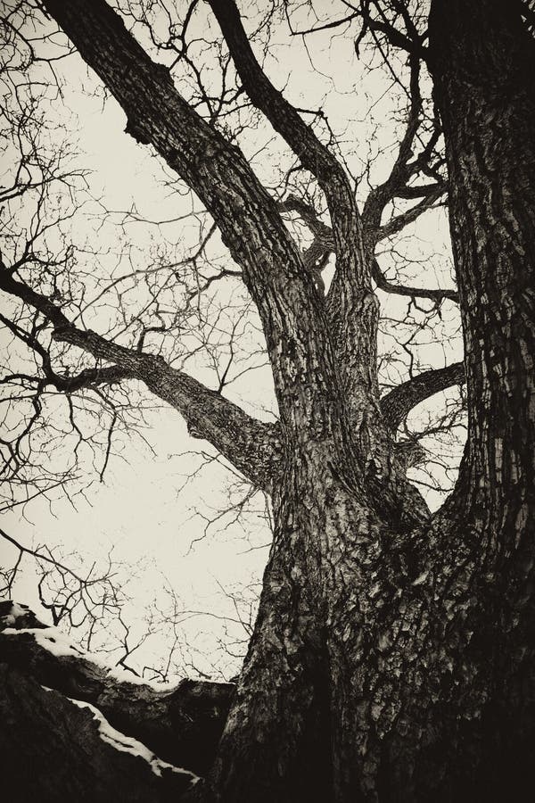 Haunted old tree stock photo. Image of story, roots, retro - 20138138