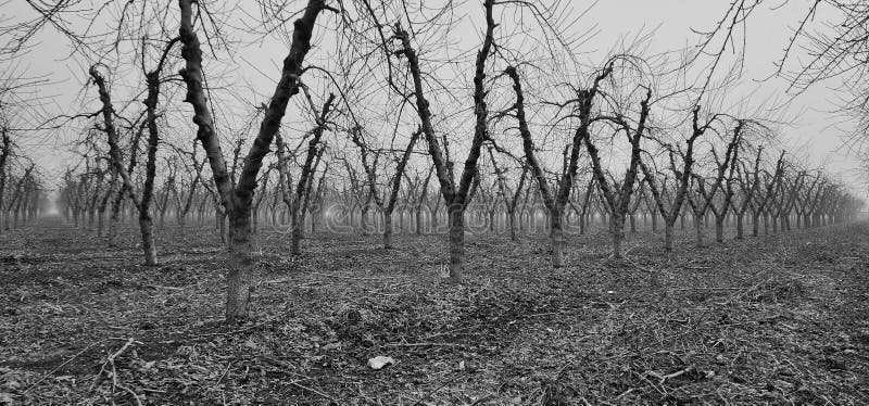 Haunted Orchard California Winter Stock Photo - Image of haunted ...