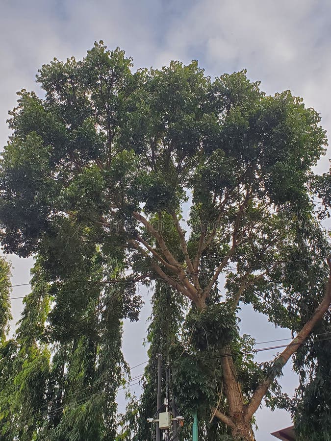 Haunted tree stock image. Image of blue, tree, haunted - 151469313