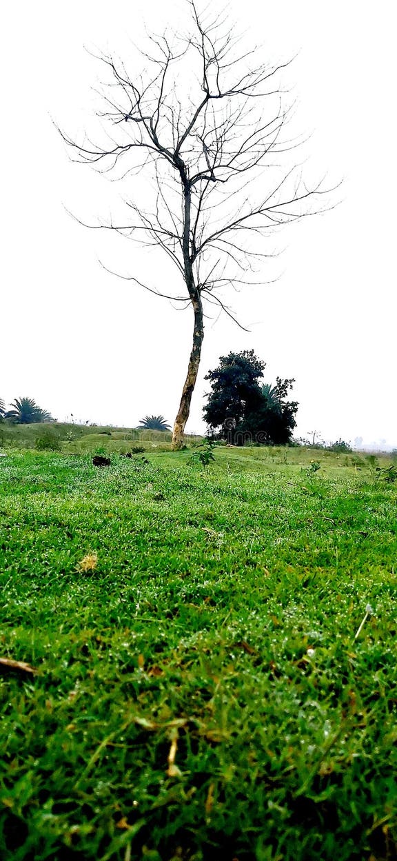 The Haunted Tree in the Ground Stock Photo - Image of haunted, grass ...
