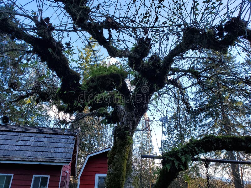 Haunted old tree stock photo. Image of story, roots, retro - 20138138