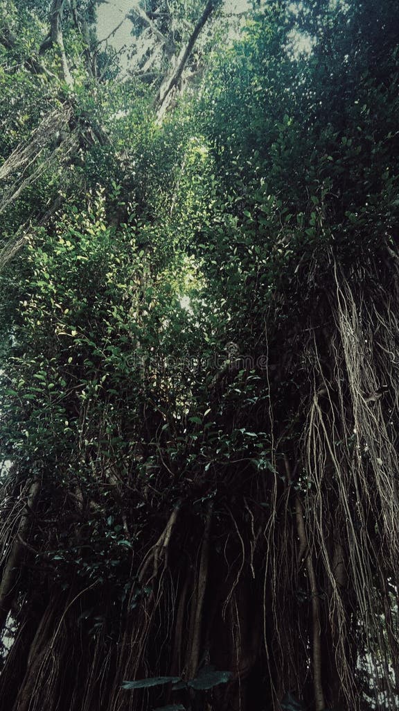 Haunted Tree with Much Ghost Stock Photo - Image of haunted, village ...