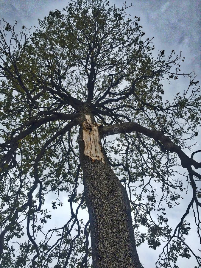 Haunted tree stock image. Image of blue, tree, haunted - 151469313