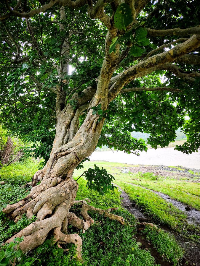 Haunted tree stock image. Image of blue, tree, haunted - 151469313