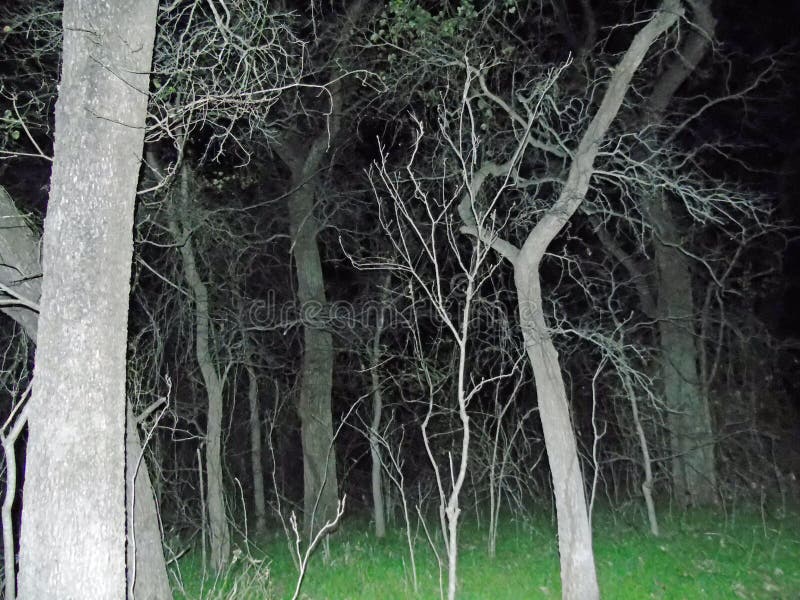 Haunted trees stock image. Image of look, style, trees - 67174319