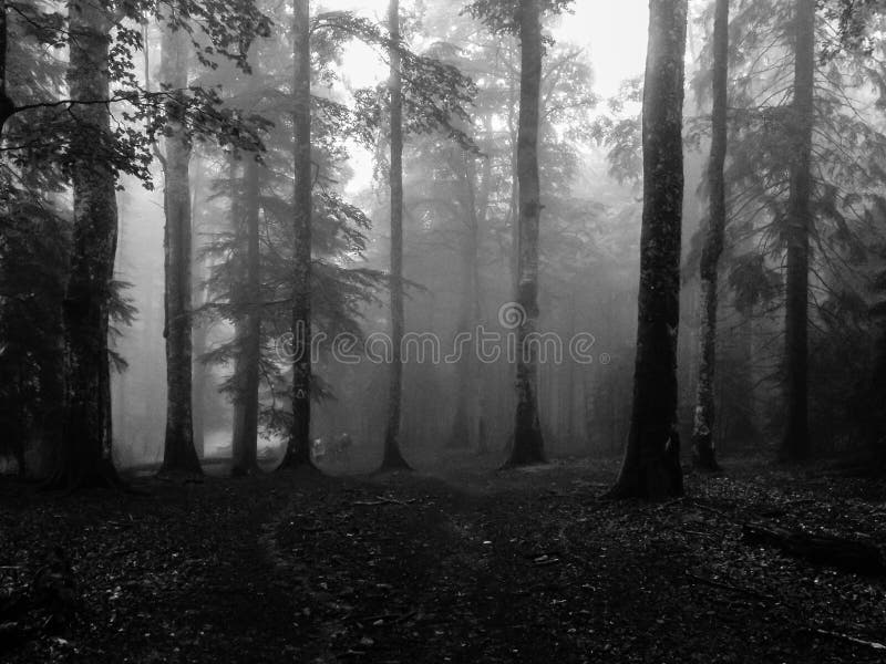 Haunting stock photo. Image of dream, holiday, carefree - 50004020