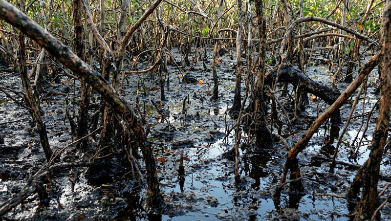 A Haunting Image of Oil Pollution Enveloping Mangrove Roots ...