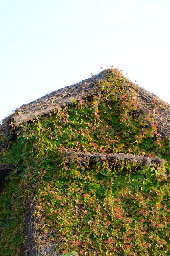 Haus bedeckt mit Efeu stockbild. Bild von botanik, laub - 34059349