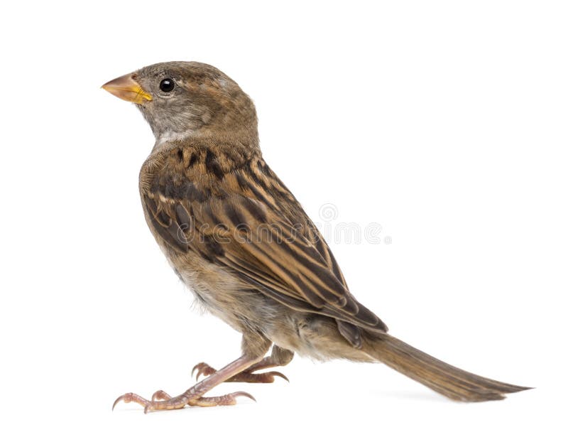 Haus-Spatz stockbild. Bild von passant, alleine, stehen - 27272295