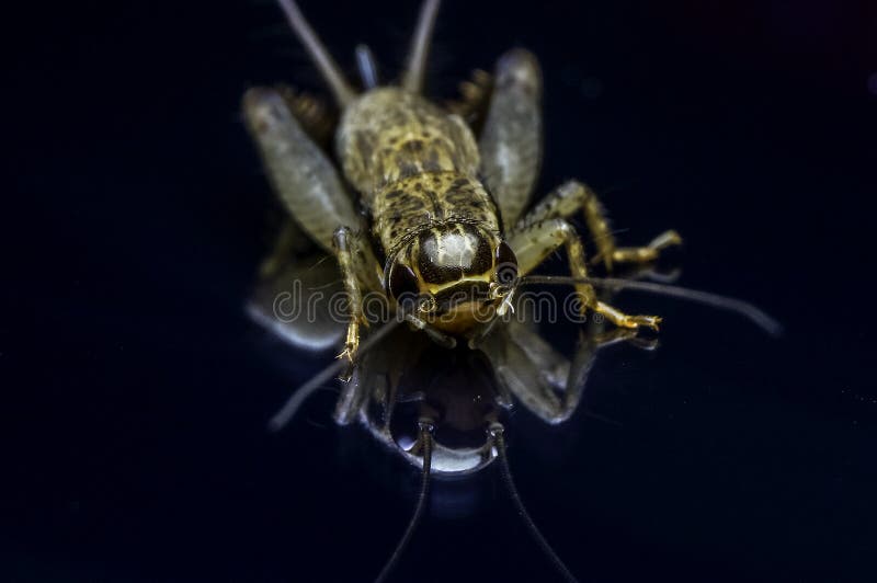 Hausgrille stockfoto. Bild von nett, essen, springen - 103896046