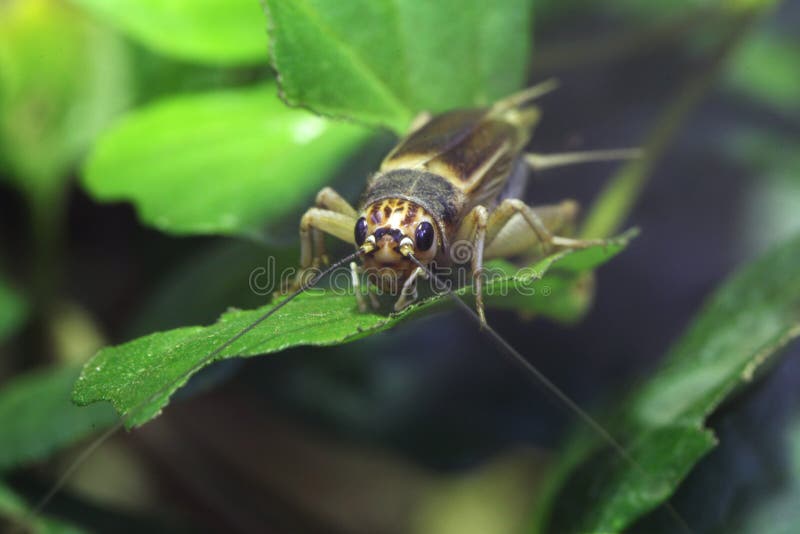 Hausgrille - Acheta Domesticus (Linnaeus) Stockbild - Bild von haus ...