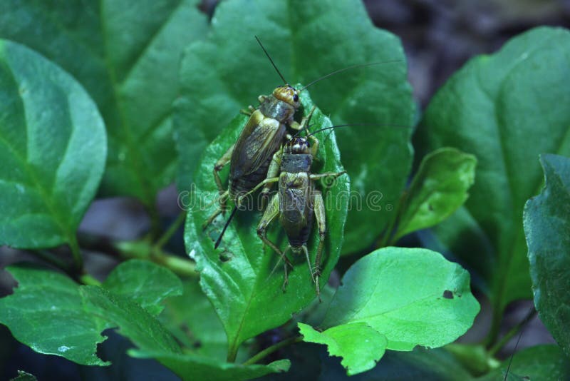 Hausgrille - Acheta Domesticus (Linnaeus) Stockbild - Bild von haus ...